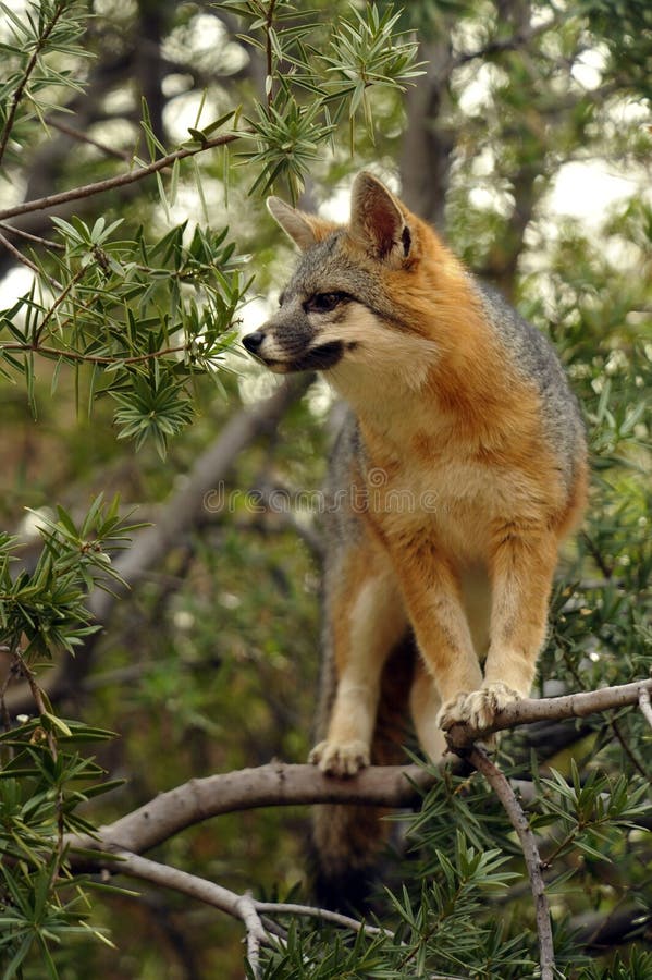 Grey Fox on the Look Out while Standing in a Tree Stock Image - Image ...