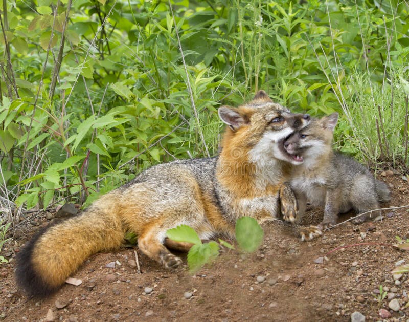 Grey Fox Mom and Baby Interaction Stock Image - Image of brown ...