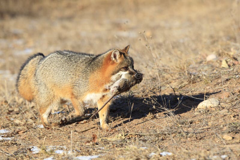 Fox with the prey stock photo. Image of prowl, stalk, animal - 1868136