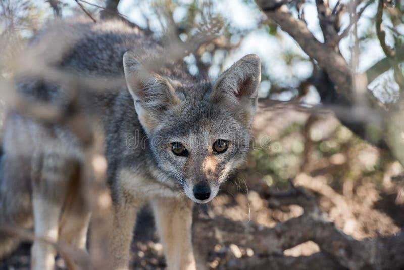 Grey Fox Relaxing on the Beach Stock Photo - Image of furry, cute: 70009332