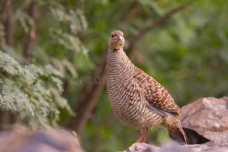Grey Francolin in the Morning Stock Image - Image of close, brown ...