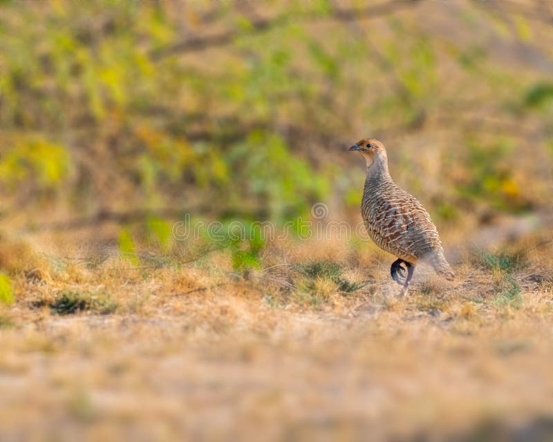A Grey Francolin stock photo. Image of endemic, wildlife - 360208660