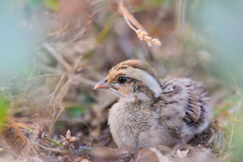 Grey Francolin Or Grey Partridge Or Francolinus Pondicerianus Family ...