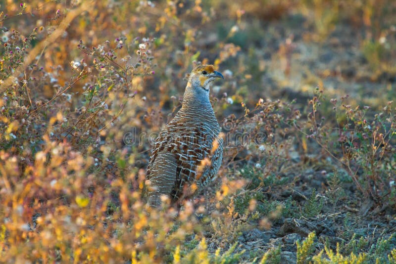 Grey Francolin or Partridge Stock Photo - Image of jungle, bird: 185511412