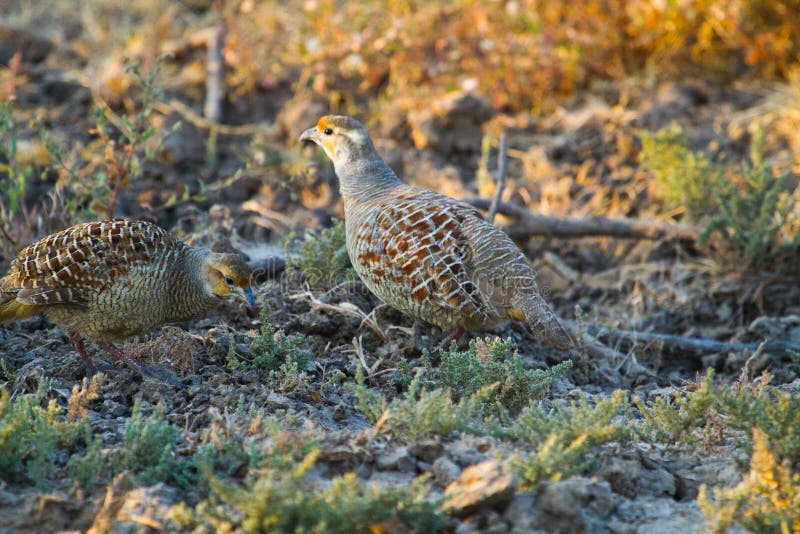Grey Francolins or Partridge Birds Stock Image - Image of advertising ...