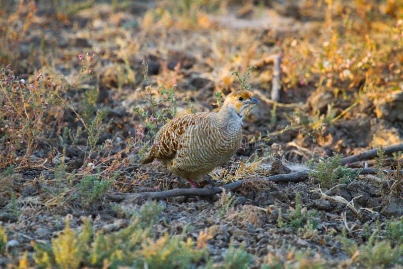 Grey Francolins or Partridge Birds Stock Image - Image of lizard ...