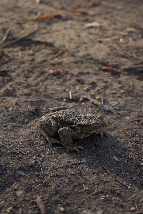 Grey Frog Sitting in the Mud Stock Image - Image of nature, wildlife ...