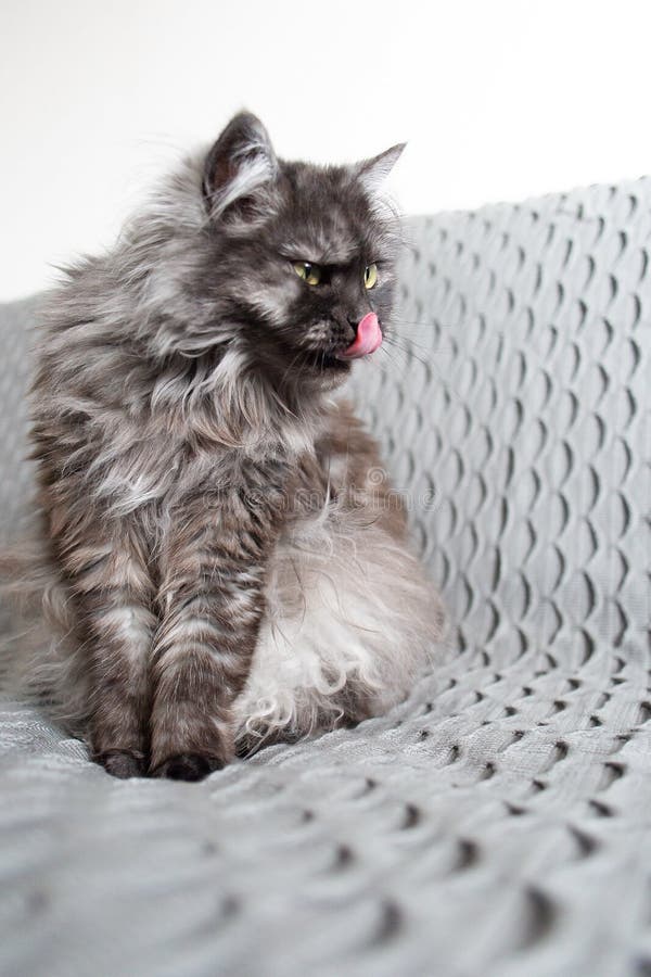 Grey Furry Cat Licks on the Couch Stock Photo - Image of furry, couch ...