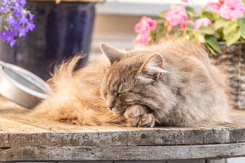 Grey Furry Cat Resting on a Table.. Stock Image - Image of wild, studio ...