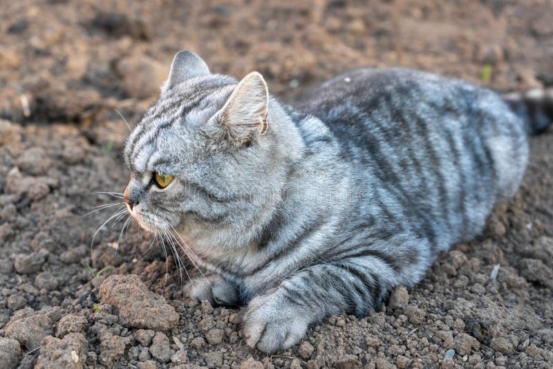 A Grey Furry Cat is Lying on the Ground Stock Image - Image of domestic ...