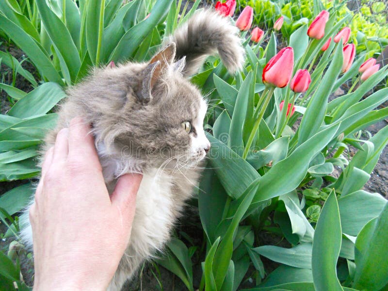 Grey Furry Cat among Spring-blooming Tulips Stock Image - Image of ...
