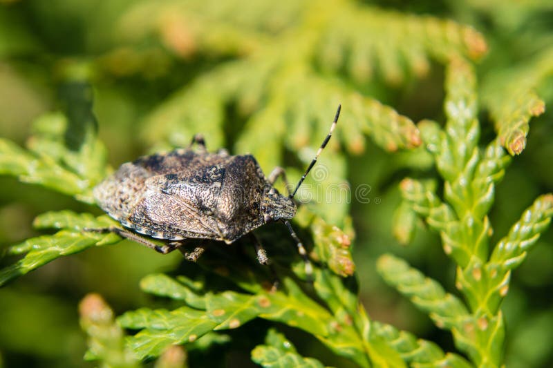 Grey garden bug stock photo. Image of beauty, brown - 179348238
