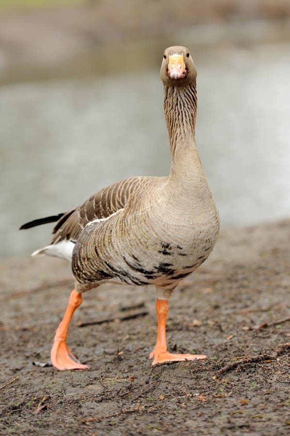 Grey Geese stock photo. Image of landscape, guarding - 24580472