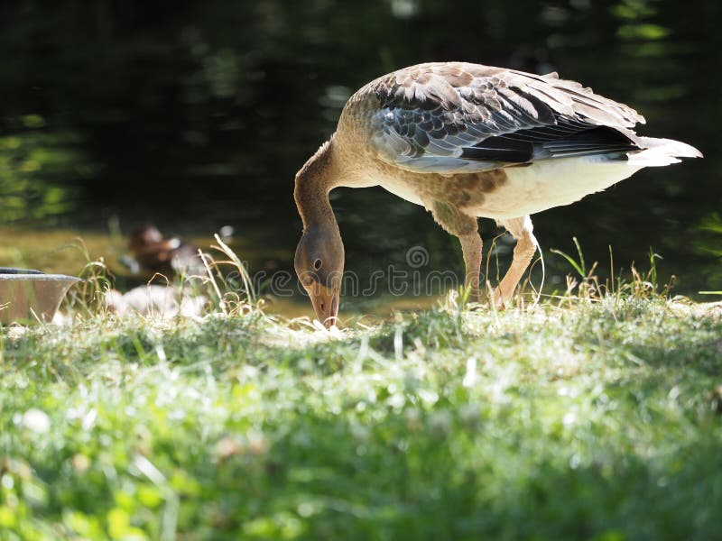 Grey Geese Eating Near the Lake Stock Photo - Image of nature, feather ...