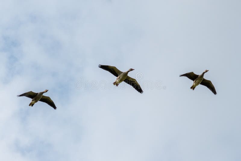 3 Grey Geese Flying Side by Side in the Blue Sky Stock Image - Image of ...