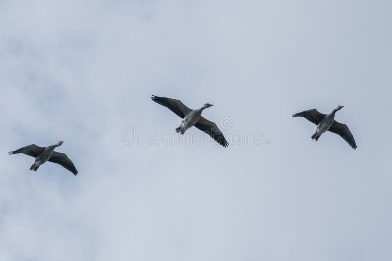 3 Grey Geese Flying Side by Side in the Blue Sky Stock Image - Image of ...