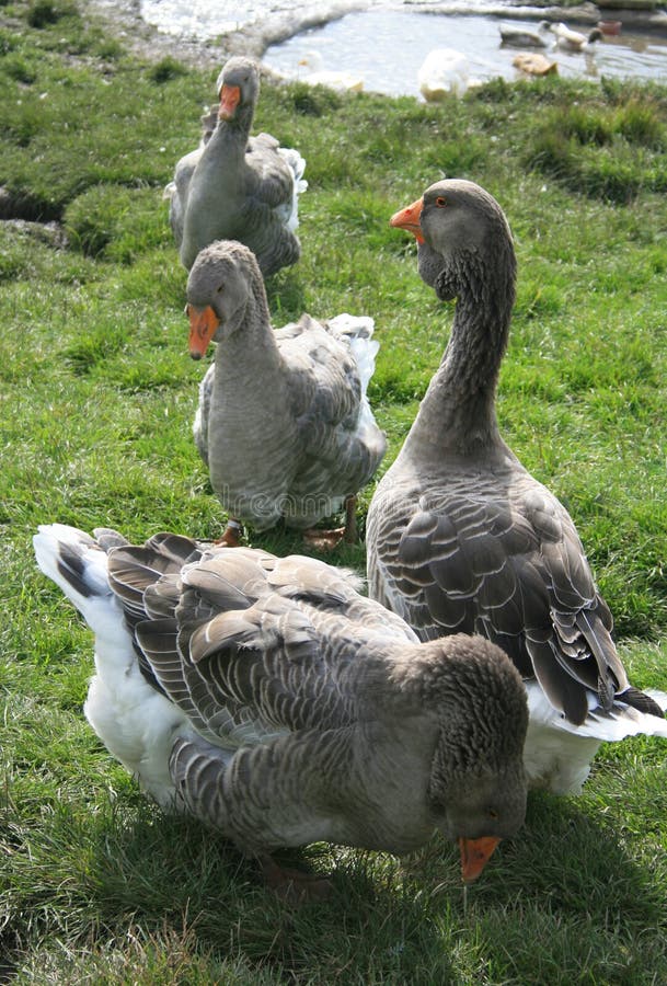 Grey Geese stock image. Image of beaks, beautiful, orange - 83622689
