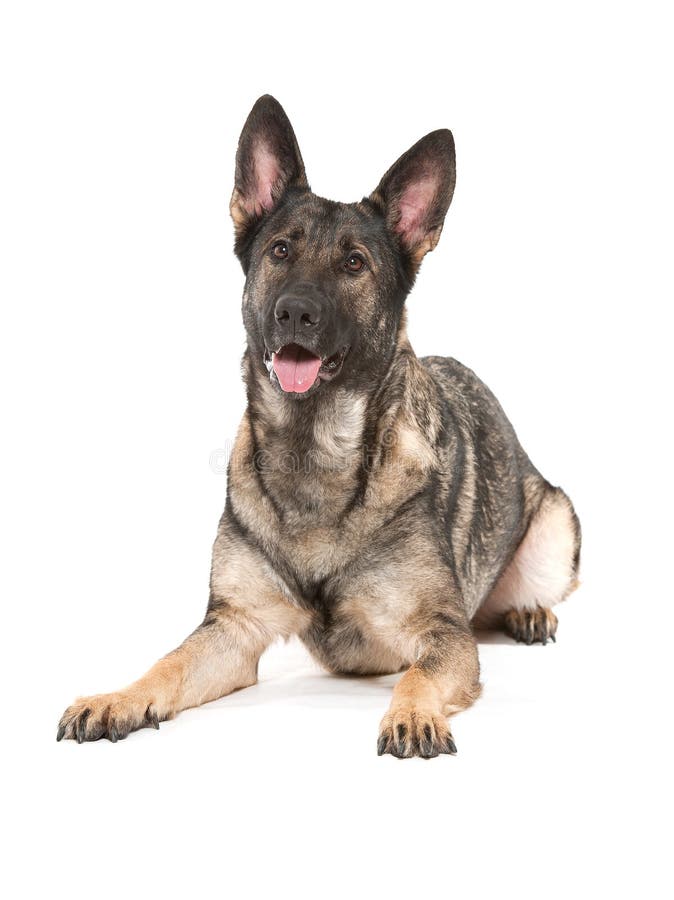 German shepherd stock photo. Image of pedigreed, brown - 36053520