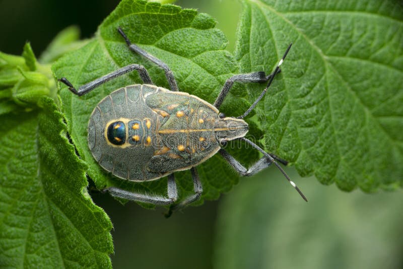 Grey Stink Bug at Satara, Maharashtra Stock Image - Image of erthesina ...