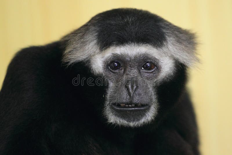 Muller s Bornean gibbon stock image. Image of bornean - 32567367