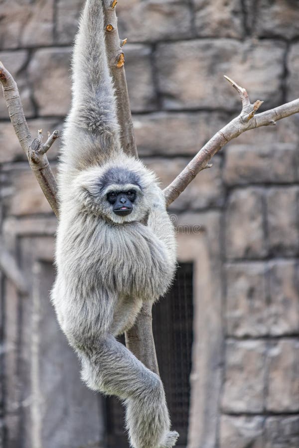 Grey gibbon stock photo. Image of animal, adult, gibbon - 36174184