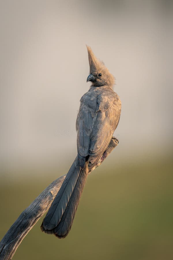 Grey Go-away-bird with Catchlight on Dead Branch Stock Photo - Image of ...