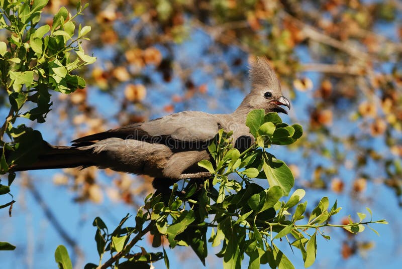 Grey Go-away-bird, Corythaixoides Concolor, Grey Lourie Detail Portrait ...
