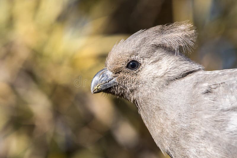 Grey go away bird (lorie) stock photo. Image of emberizidae - 63931142