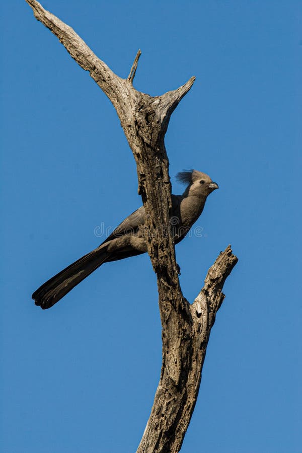 Grey Go-away Bird Perched on a Dead Tree in Africa Stock Photo - Image ...