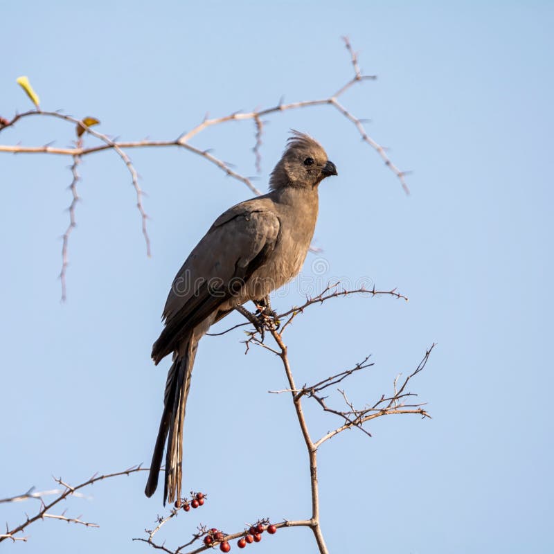 Grey Go-away-bird stock image. Image of outdoors, loerie - 137963349