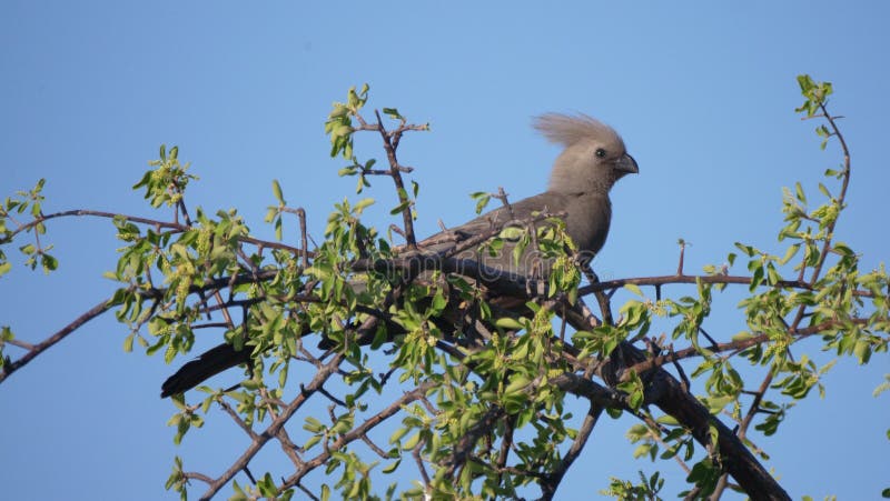 Grey Go-away-bird in a Tree Stock Photo - Image of time, wildlife ...