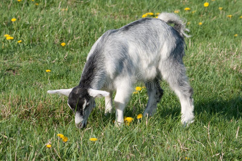 Grey goat stock photo. Image of graze, farming, grassland - 14300352