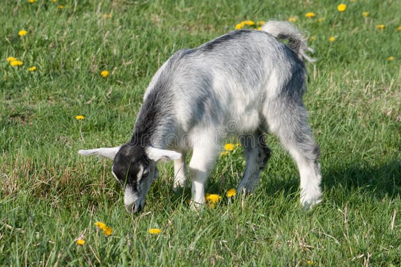 Grey goat stock photo. Image of graze, farming, grassland - 14300352