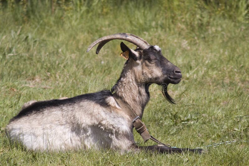 Grey goat stock image. Image of farm, horned, black, grass - 2372477