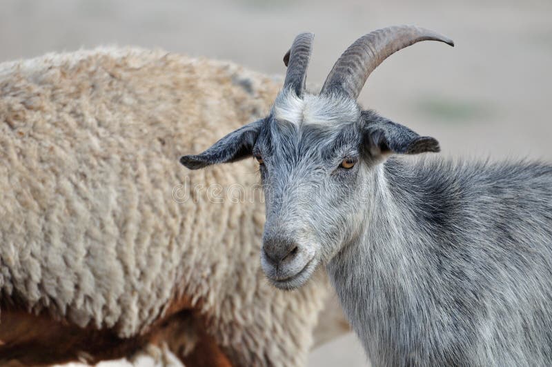 Grey goat stock image. Image of breeding, horn, grey - 49136755