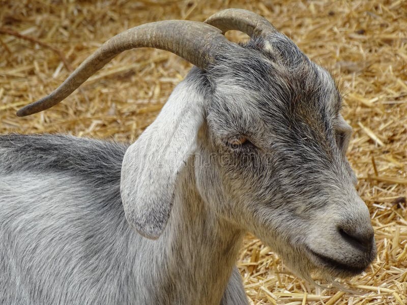 Grey Goat stock photo. Image of mammal, attraction, animal - 16609174