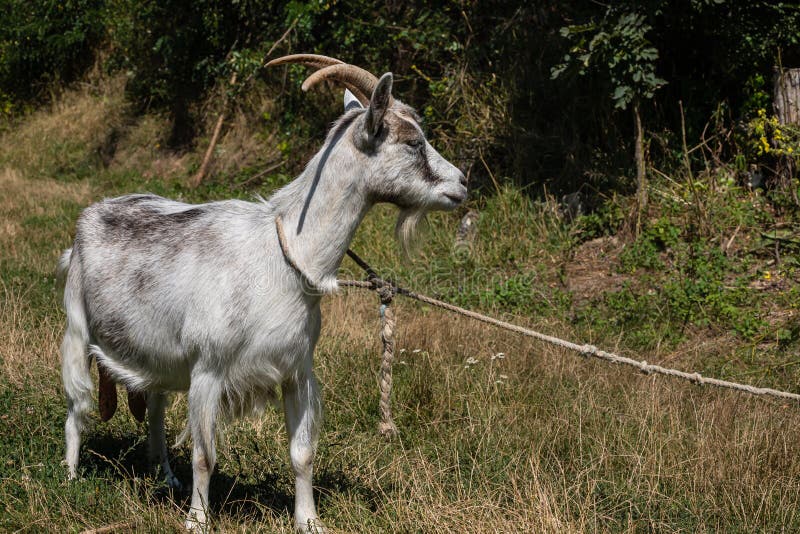 Grey Goat at the Pasture at the Sunny Summer Stock Image - Image of ...