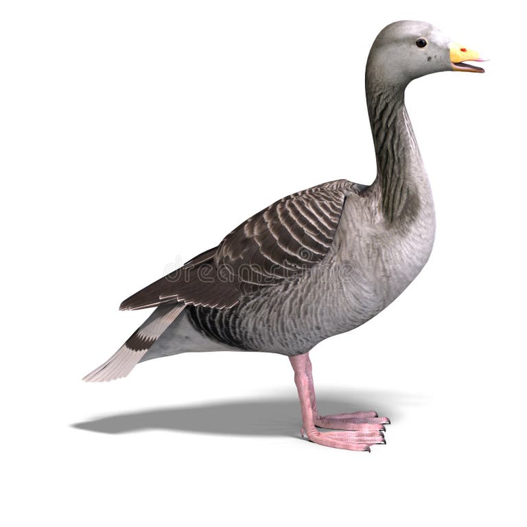 Grey Goose Stock Illustrations – 2,185 Grey Goose Stock Illustrations ...