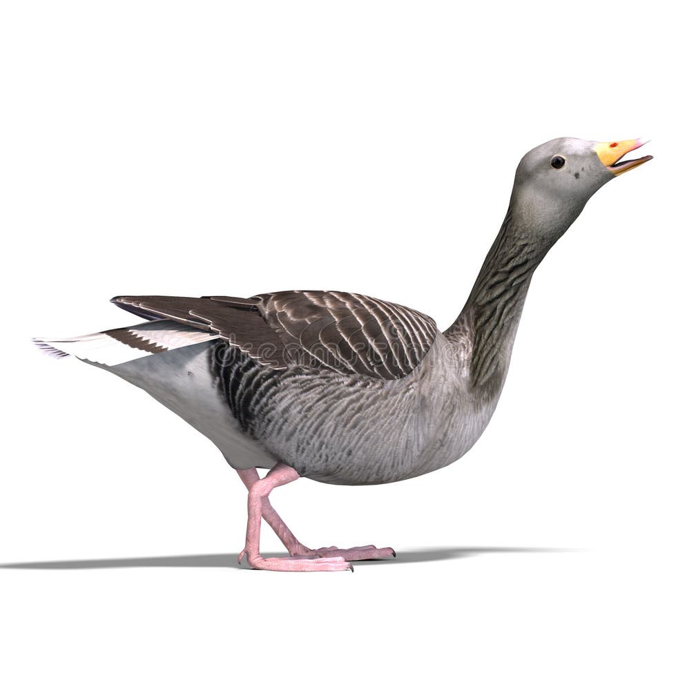 Grey Goose Stock Illustrations – 2,185 Grey Goose Stock Illustrations ...