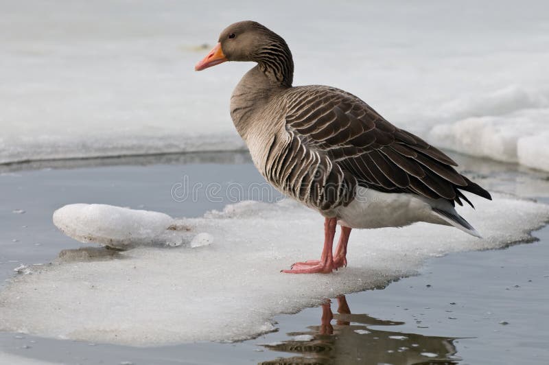 Grey goose stock photo. Image of winter, goose, walking - 13943720