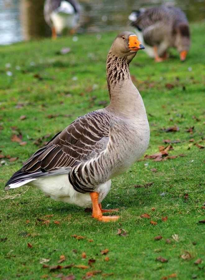 Toulouse goose stock image. Image of animal, farm, goose - 13433525