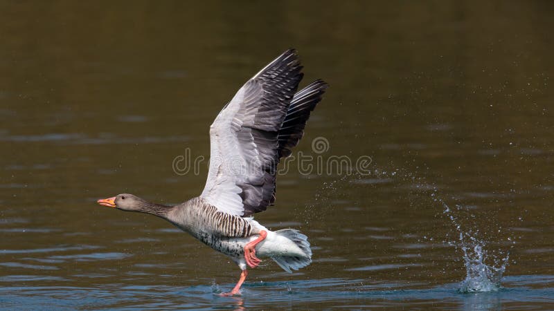 Goose Take-off Run Water stock image. Image of lake, egyptian - 34066467