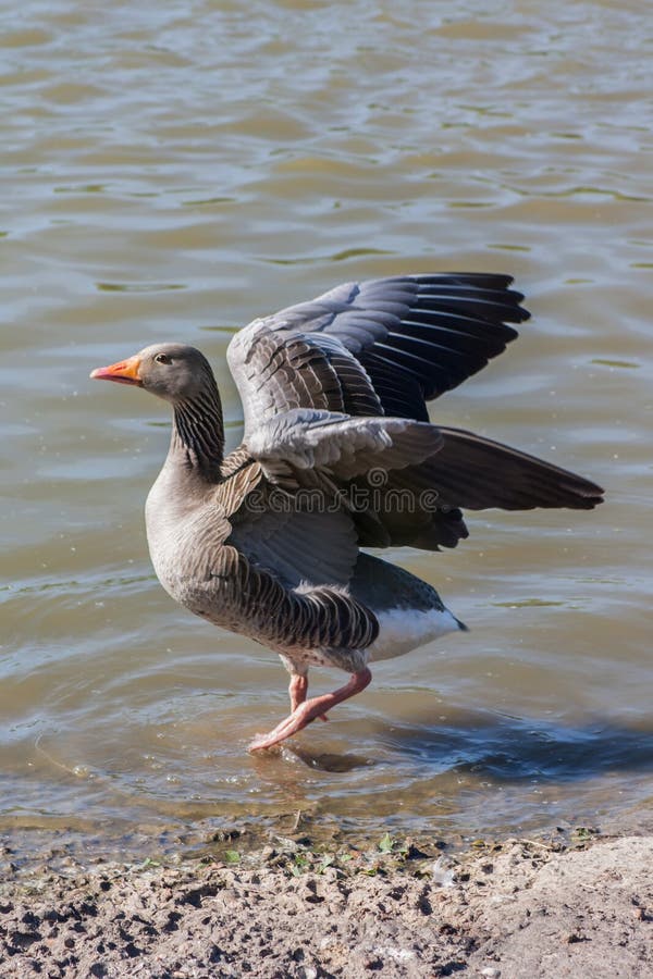 Grey Goose Dancing stock image. Image of pond, water - 54393963