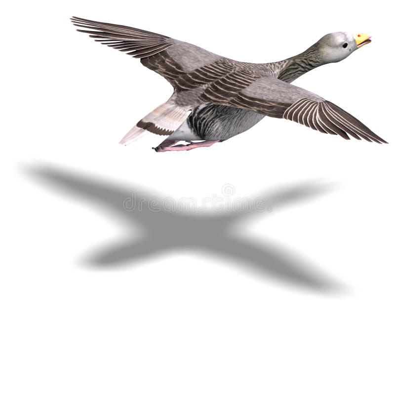 Grey goose in flight stock illustration. Illustration of levitation ...