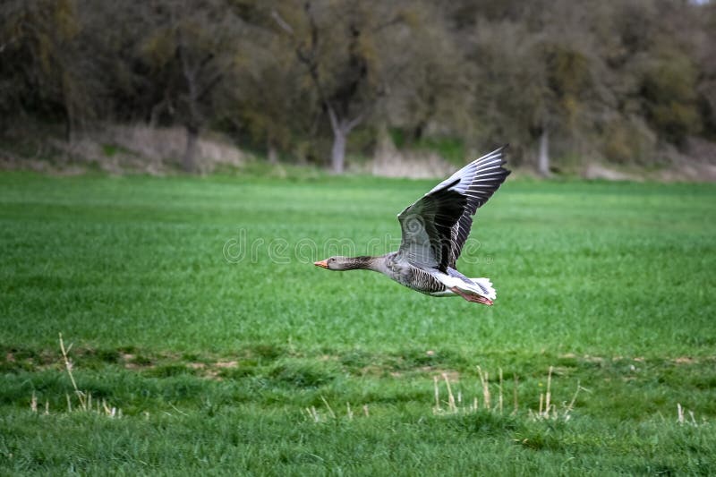 Grey Goose Flying Over Grass Field Stock Photos - Free & Royalty-Free ...