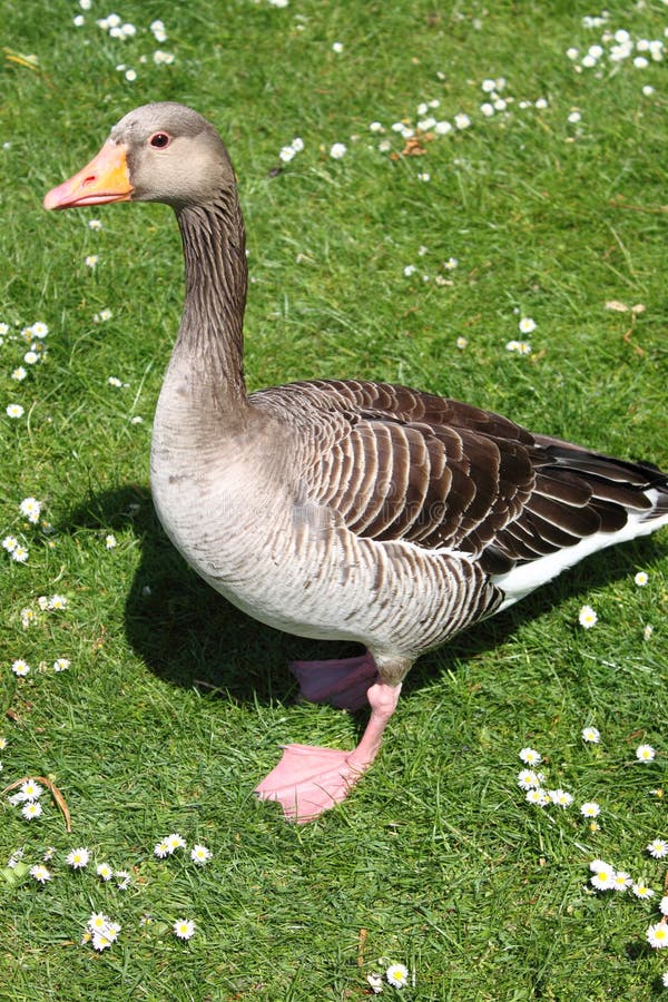 Sentry - goose stock photo. Image of peir, stream, water - 3296