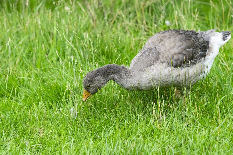 Grey goose on green grass stock photo. Image of grey - 337437880