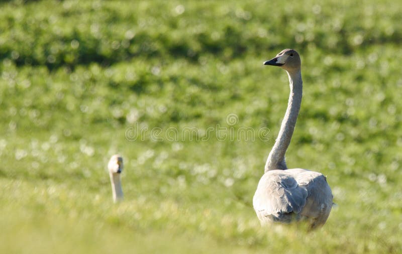 Grey Goose on a Green Grass Stock Image - Image of grey, grass: 129007815