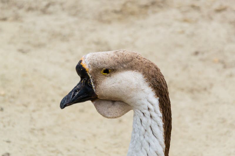Grey goose stock photo. Image of brown, species, farm - 76092266