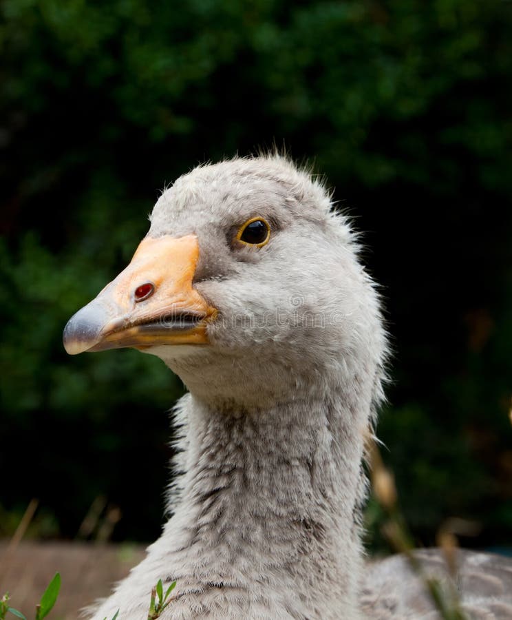 Grey goose head close-up stock photo. Image of bird, goose - 20368214